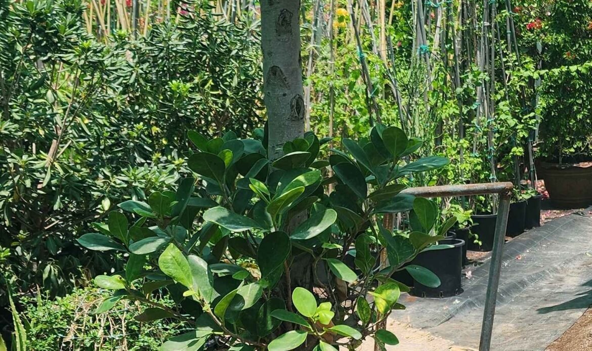 Ficus 3 Layer AS - Plantiq for Landscape Services